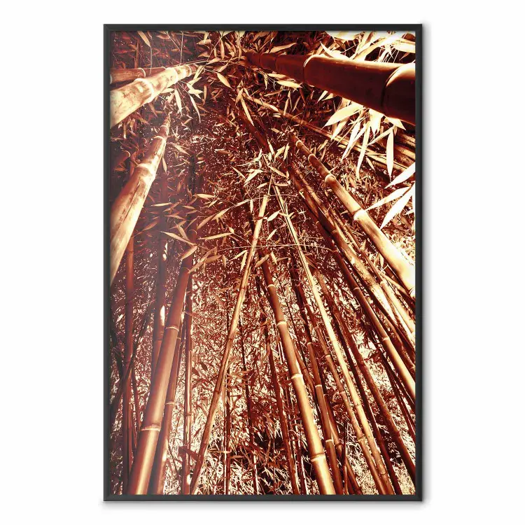 Poster aan de muur Hoge bamboe - natuurlijke bamboebomen in bruin licht ...