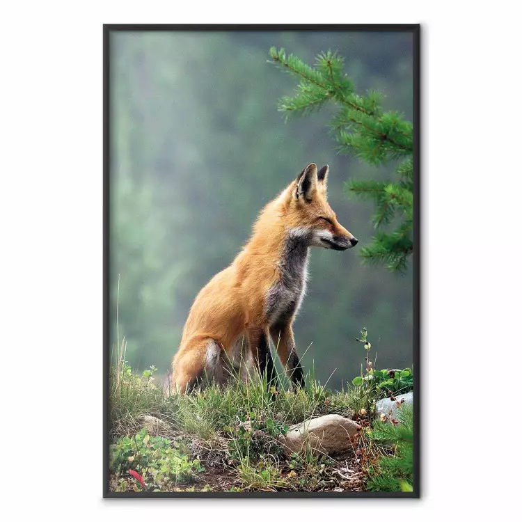 Poster Rode jager - majestueus wild dier tussen het bos op een ...