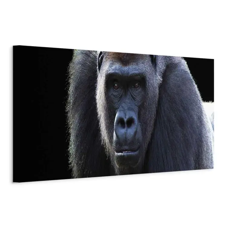 Schilderij Volwassen gorilla - groot dier- Gorillas - bimago