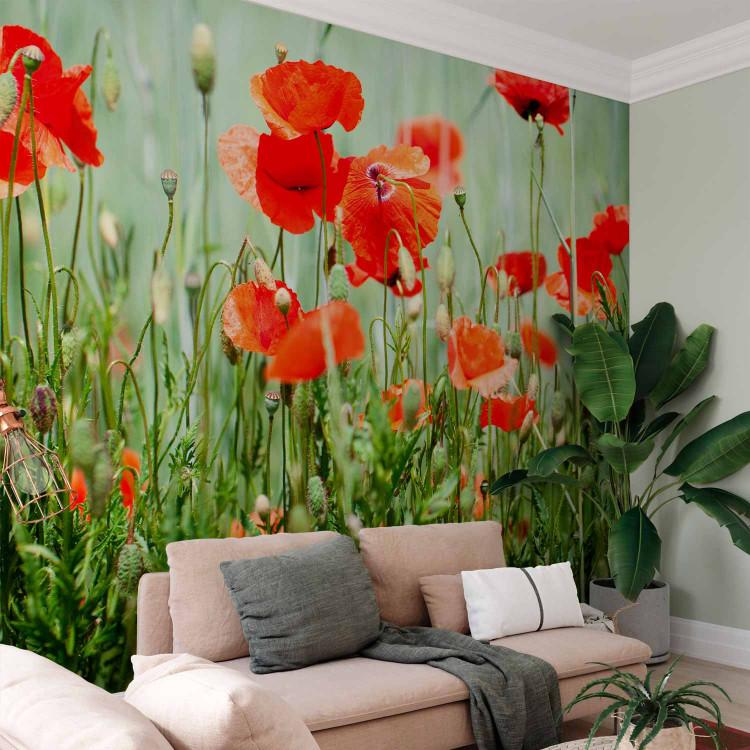 Fotobehang klaprozen - Fotobehang bimago